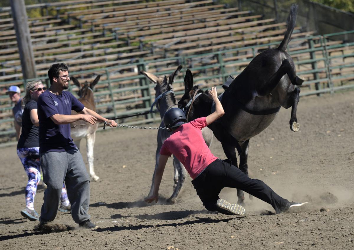 Donkey Baseball | Photo Collections | theworldlink.com
