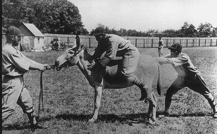 Plenty of laughter to be had at Donkey Baseball | Lifestyles ...