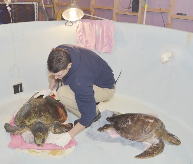 Sea turtles washed ashore during storm | Local News | theworldlink.com