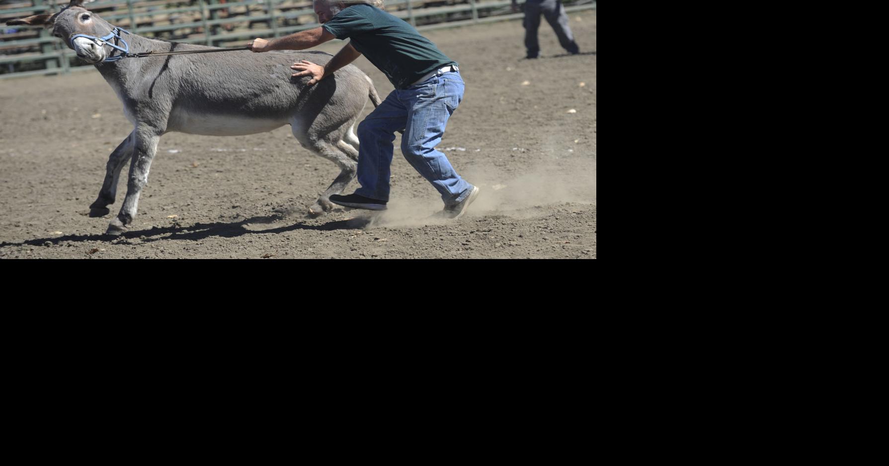 Donkey Baseball | Photo Collections | theworldlink.com
