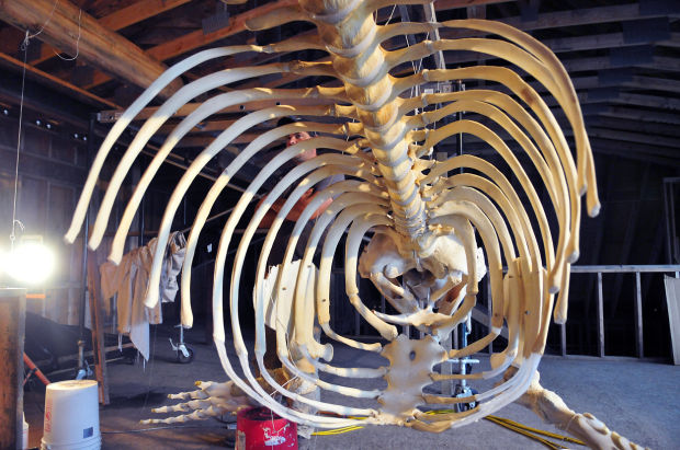 Whale Bones | Photo Collections | theworldlink.com