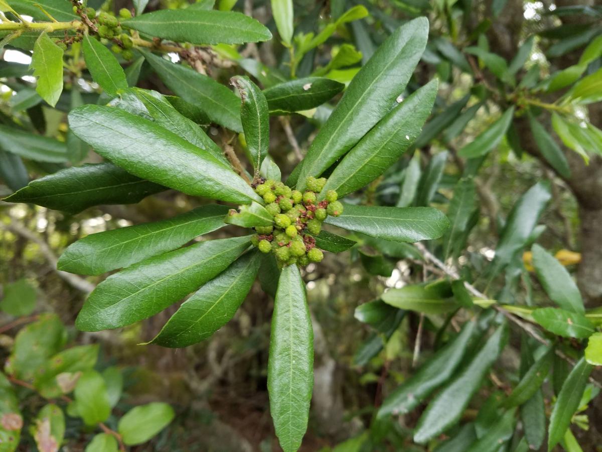 Wax myrtle and silktassel thrive in Oregon Dunes | Sports ...