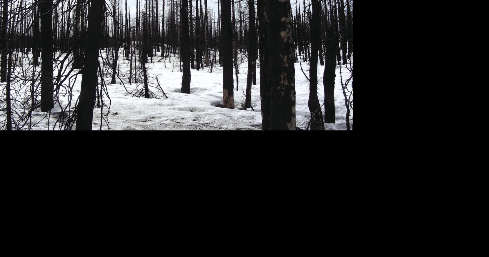 Snow cover critical for revegetation following high-severity forest ...