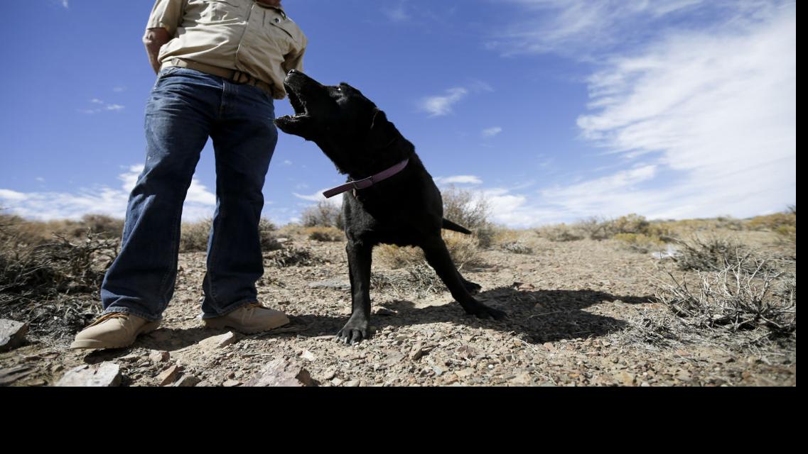 What Buster Nose | Galleries | theworldlink.com