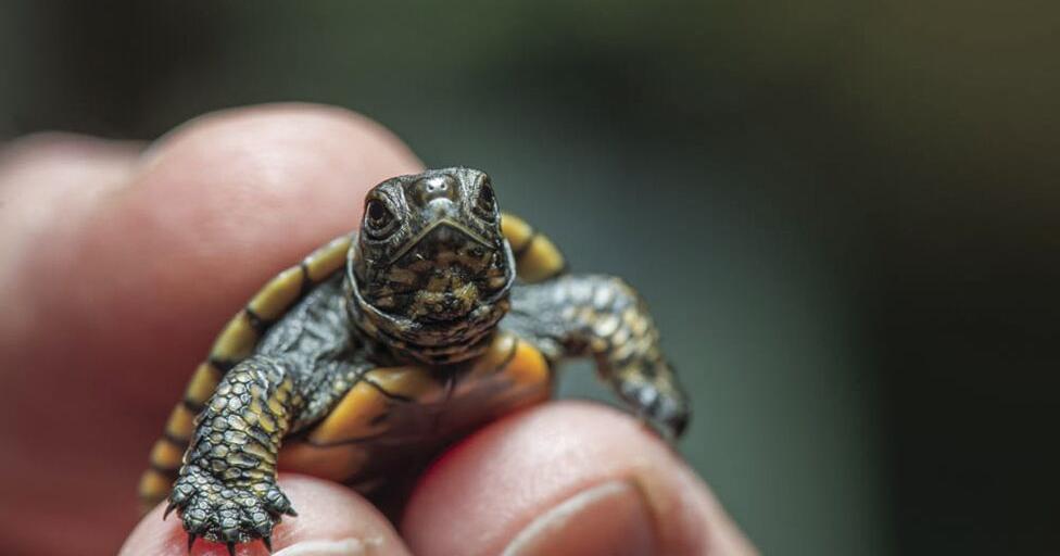 Zoo takes in 10 tiny turtles at conservation lab | Local News ...