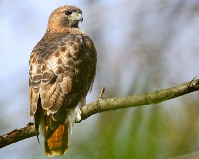 cool hawk names