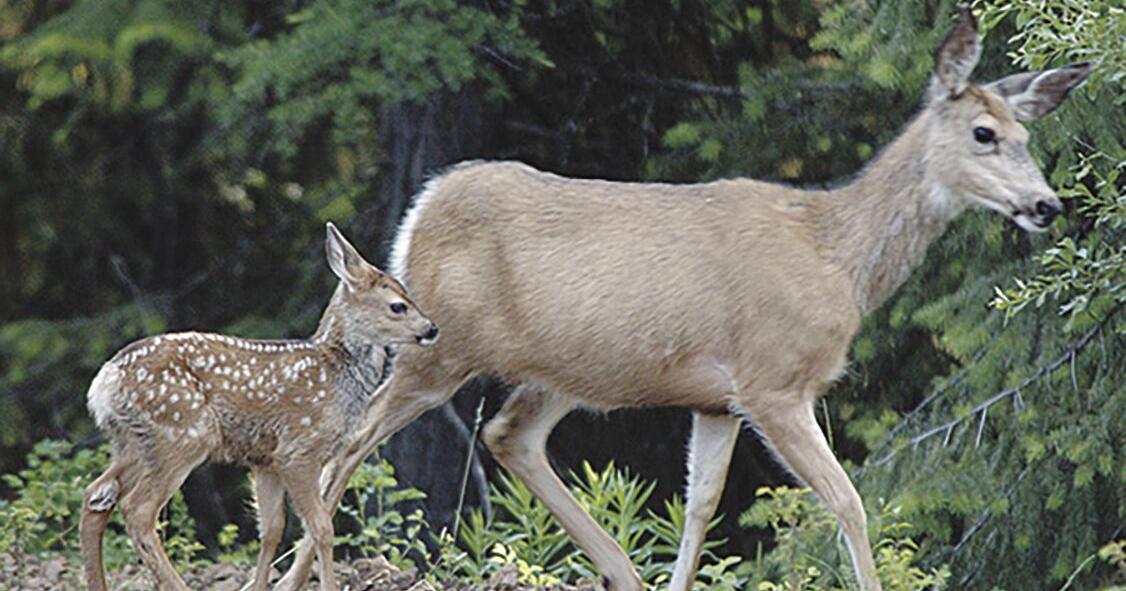 It’s calf and fawn season – keep your distance from elk and deer ...