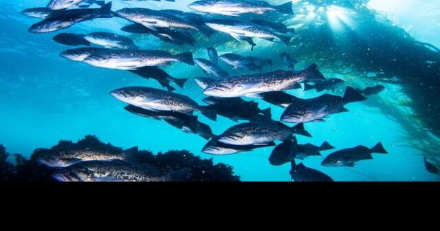 ODFW marine researchers set to begin the state’s first survey for black ...