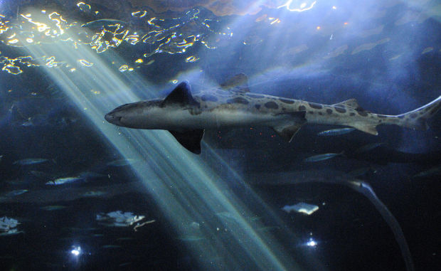 Sharks at the Oregon Coast Aquarium | Photo Collections | theworldlink.com