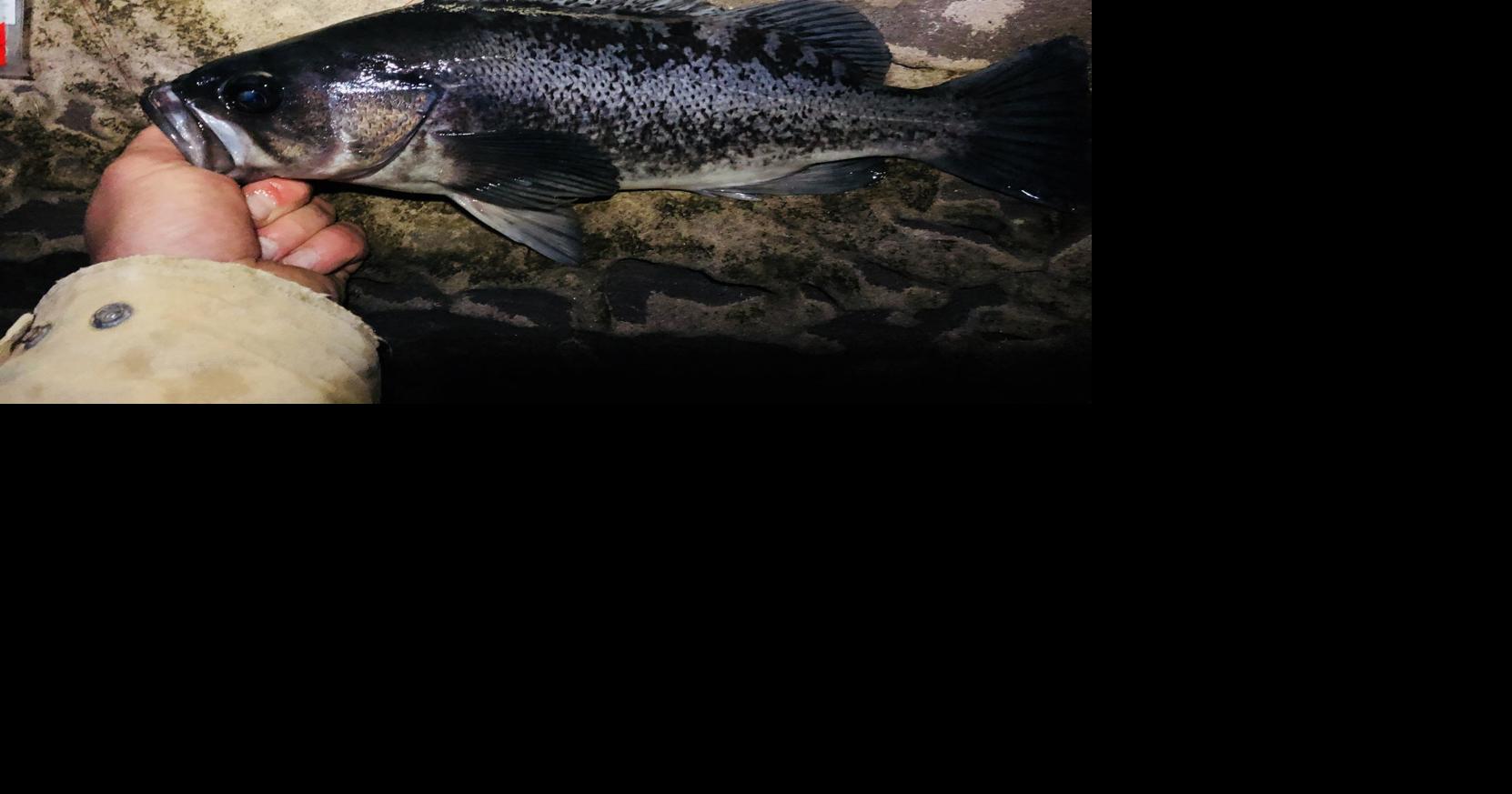 black rockfish record