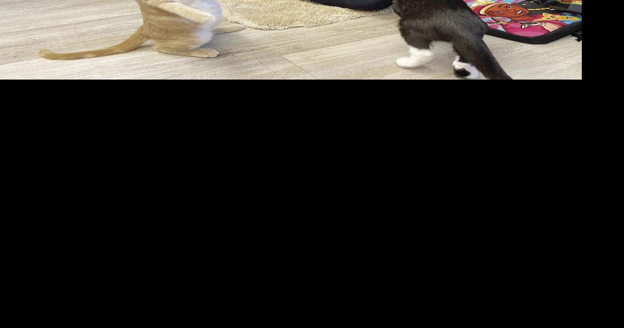 Moshow the Cat Rapper coming to Oregon Coast Humane Society | Local ...