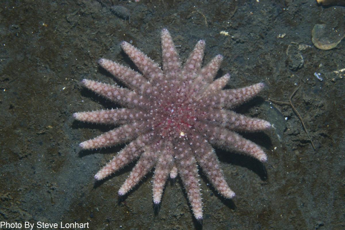 Sea star listed as critically endangered following research | Bandon ...