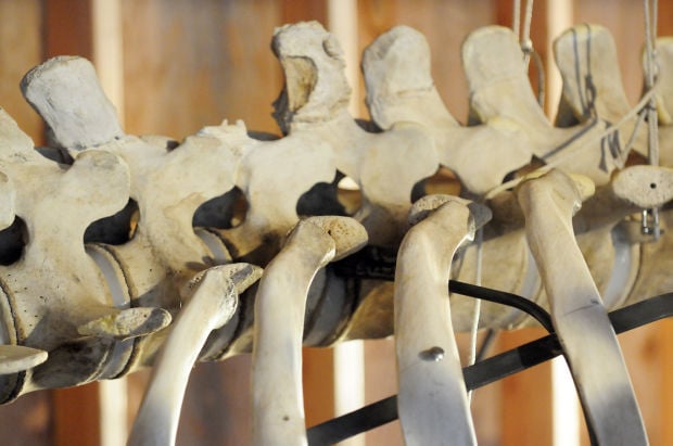 Whale Bones | Photo Collections | theworldlink.com