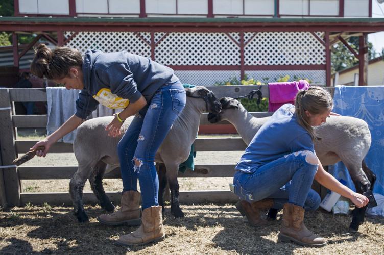 Coos County Fair | Photo Collections | theworldlink.com
