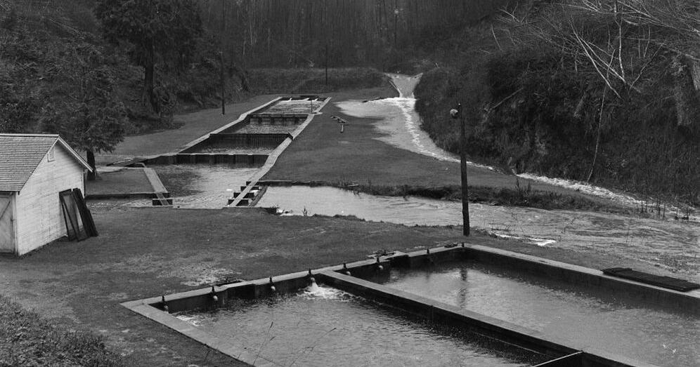 As I See It: Fish hatchery opens | Bandon News | theworldlink.com