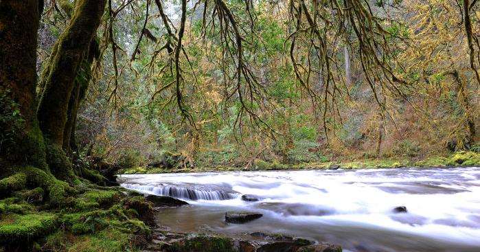 Tree sitters could become felons | Local News | theworldlink.com