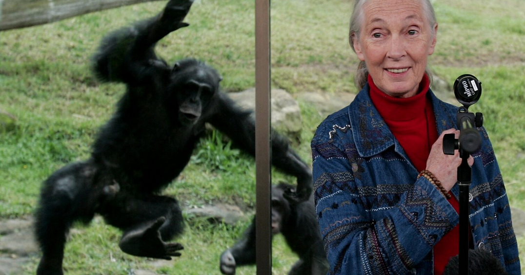 Commentary: Honoring Jane Goodall by protecting Oregon’s wildlife ...