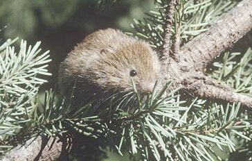 Lawsuit Filed to Protect North Oregon Coast Red Tree Voles | Local News ...