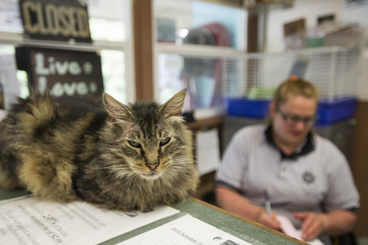 Coos County Animal Shelter is in talks for possible relocation ...