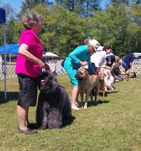 Canine Takeover at Sturdivant Park for annual dog show | News ...