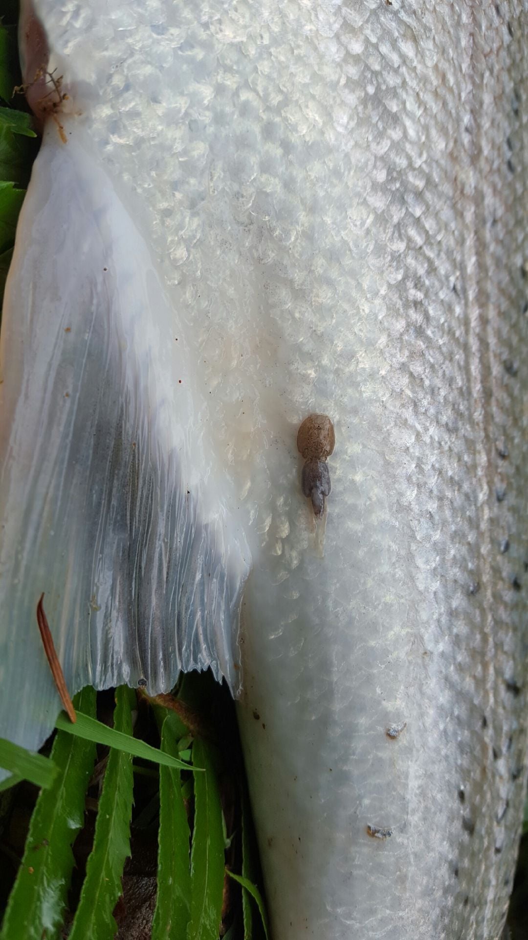 Sea lice common on steelhead | Lifestyles | theworldlink.com