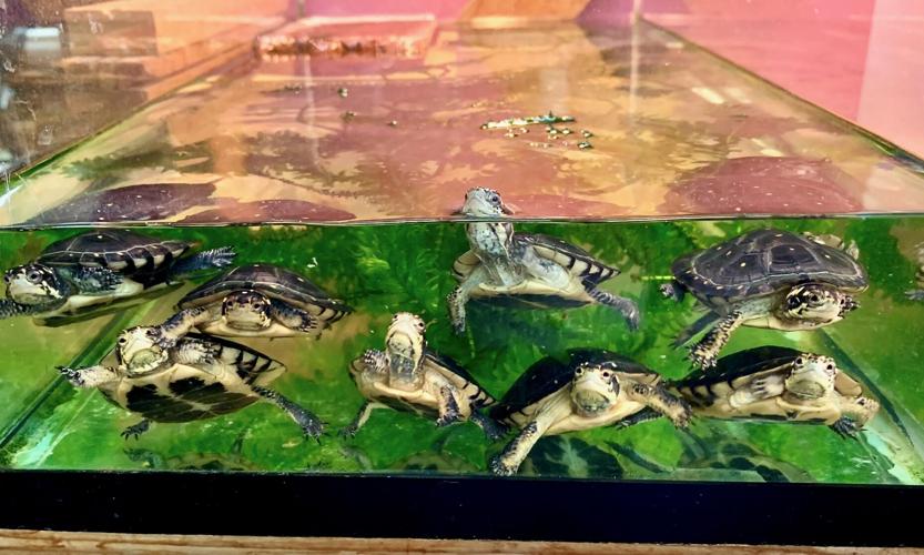 Coquille herpetologist raises endangered turtles | News | theworldlink.com