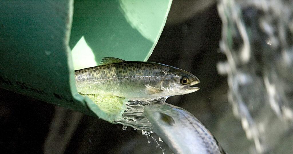 Oregon fishing disaster declaration declared, federal support coming ...