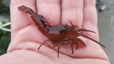 pink crayfish