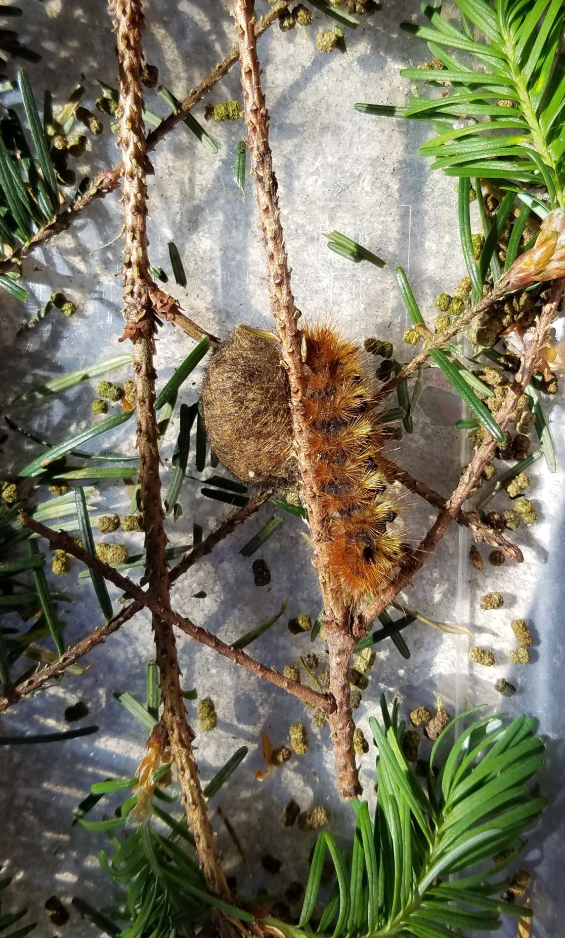 Nature Guide Journal: Silver-spotted tiger moth | News | theworldlink.com