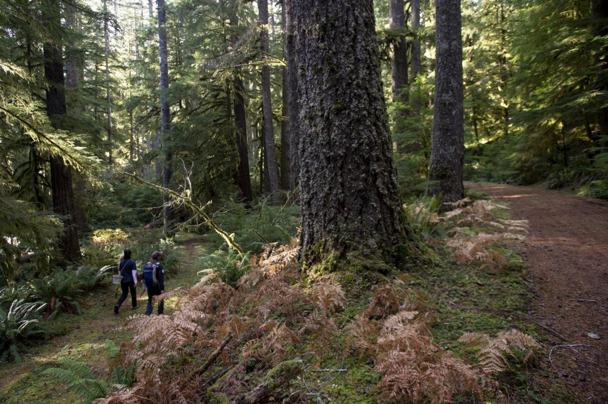 Oregon Supreme Court makes ruling on Elliott State Forest timber sale ...
