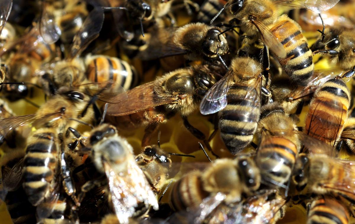 August Honey Bees | Photo Collections | theworldlink.com