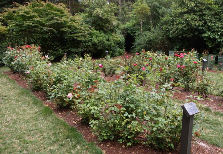 Nature Guide Journal: Roses — pleasing the eye and palate | News ...