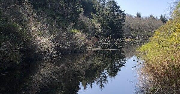 Approval of old-growth timber sales in northern spotted owl habitat ...