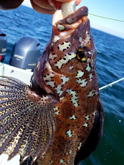 Greenling species: Kelp and Rock | Outdoors | theworldlink.com
