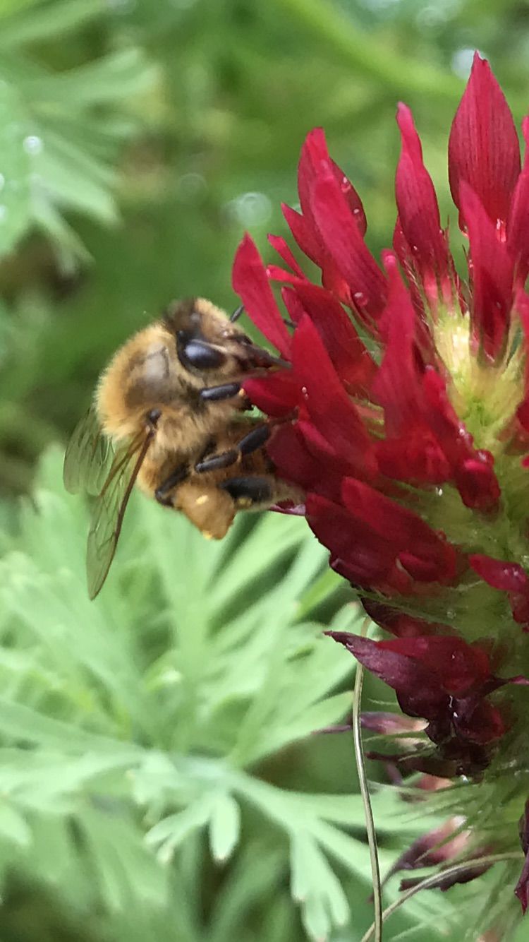 Bees come and bees go | Lifestyles | theworldlink.com