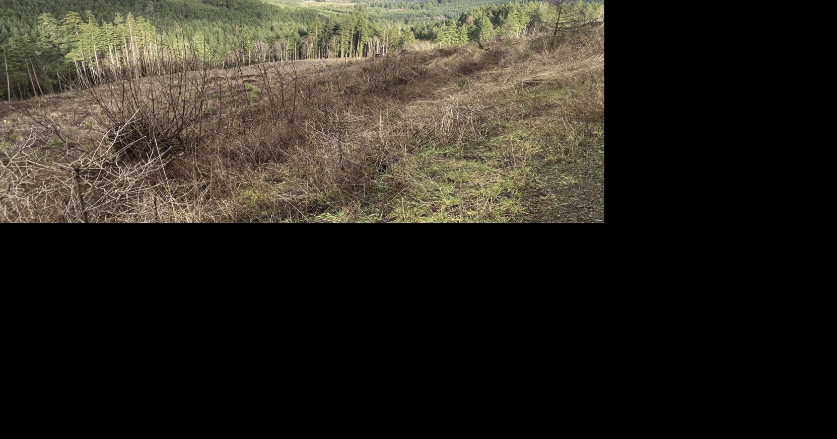 Forest modeling shows which harvest rotations lead to maximum carbon ...