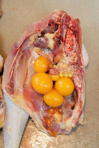 inside chicken eggs