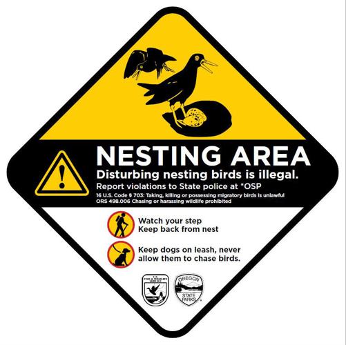 Coastal birds face a growing threat | Community | theworldlink.com