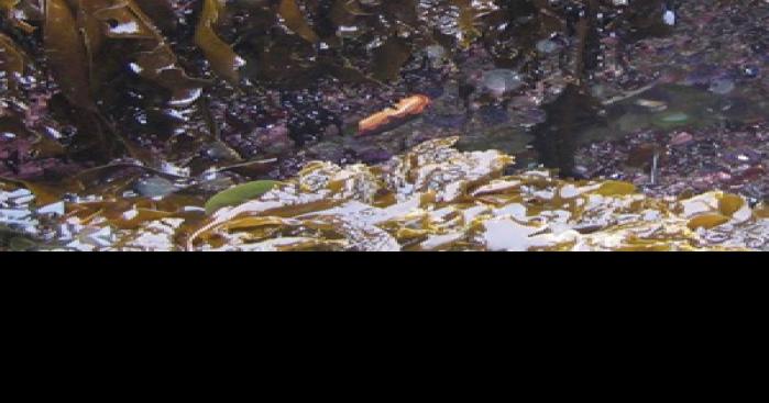 Gumboot chiton: Are orange tidepool creatures | Lifestyles ...