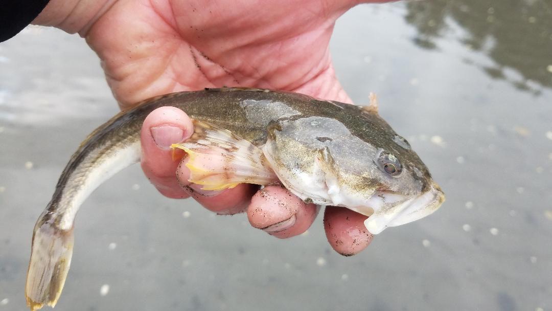 Sculpin fishing hotter than ever | Lifestyles | theworldlink.com