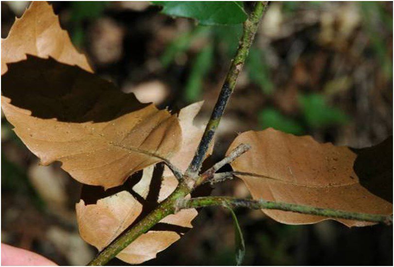 Identify sick trees | Lifestyles | theworldlink.com