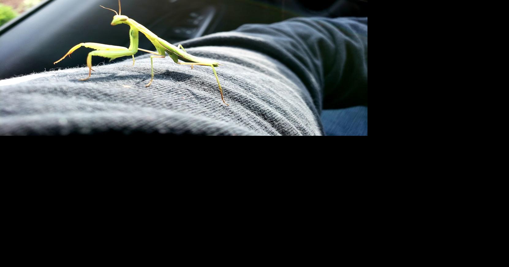 A preying mantis friend needed a ride | Outdoors | theworldlink.com