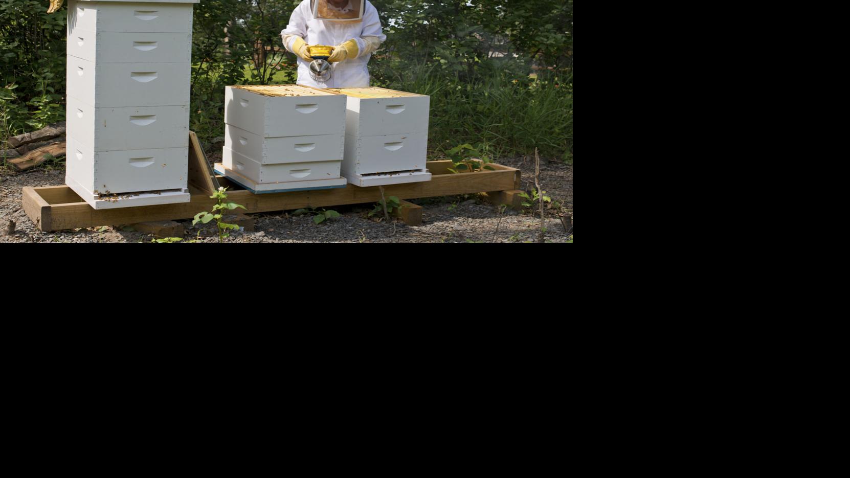 Selecting bee housing | Lifestyles | theworldlink.com