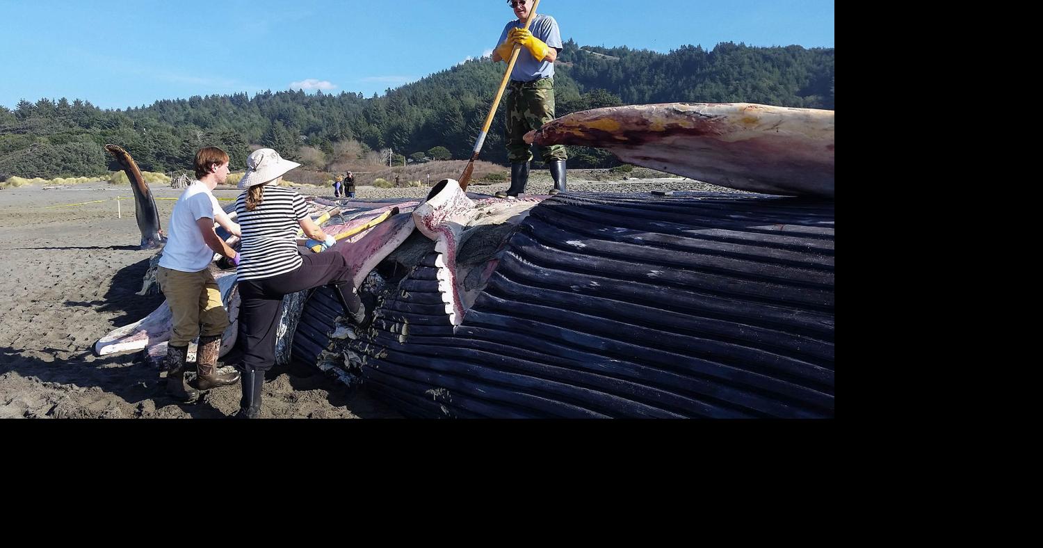 Rare blue whale washes up near Gold Beach | Local News | theworldlink.com