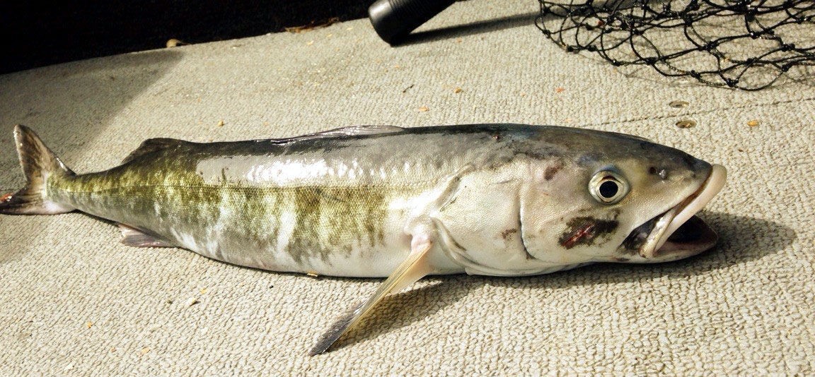 Black cod or sablefish, it's edible | Recreation | theworldlink.com