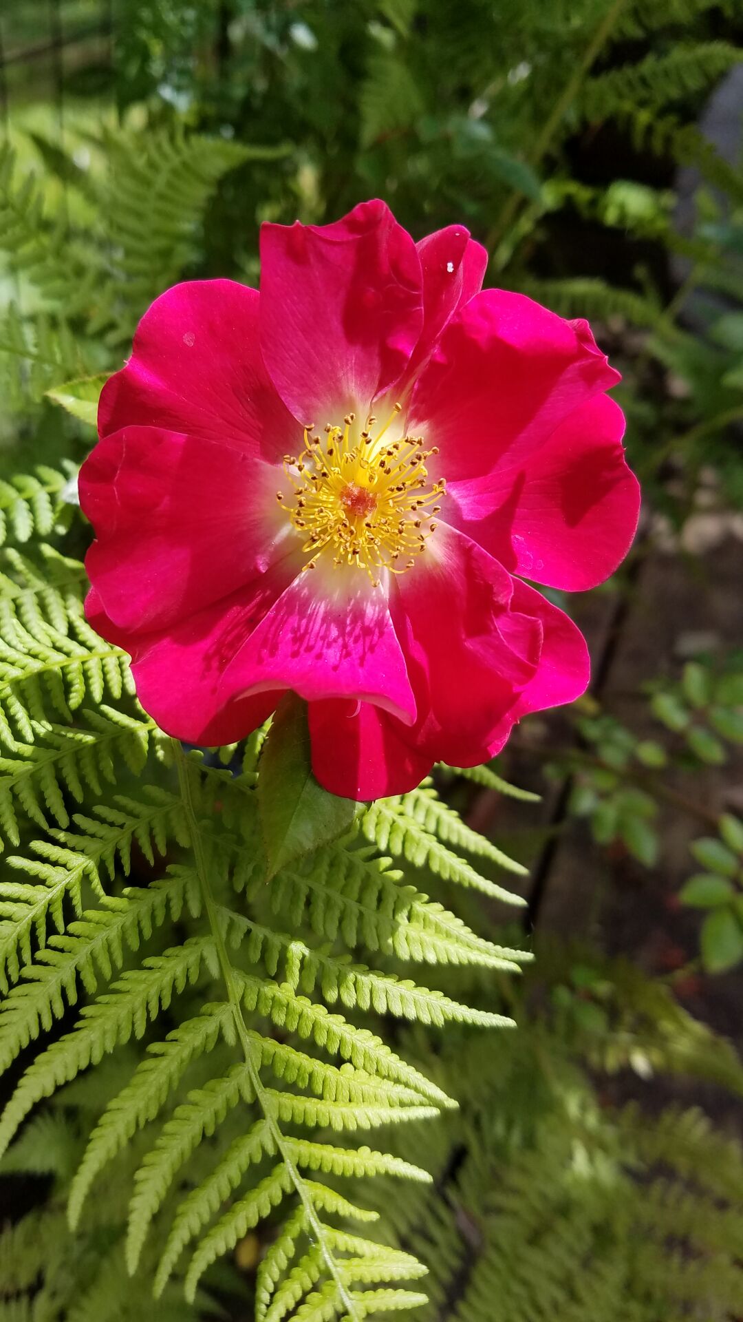 Nature Guide Journal: Roses — pleasing the eye and palate | News ...