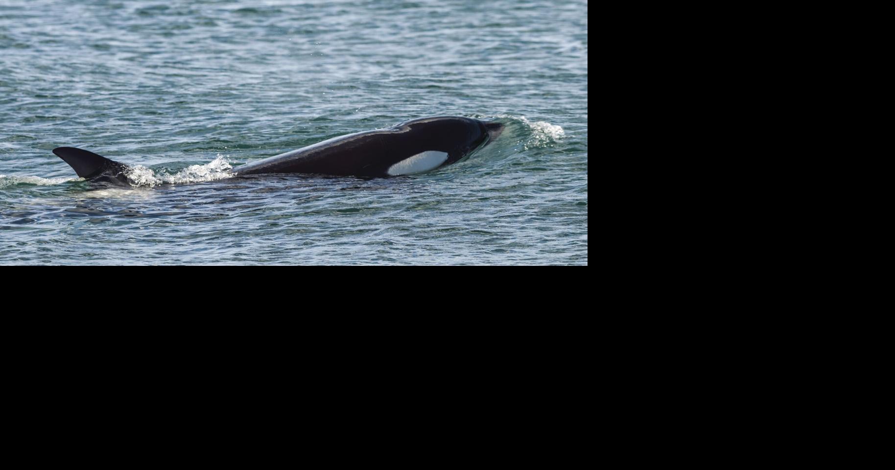 Southern Resident orcas listed as endangered | Local News ...