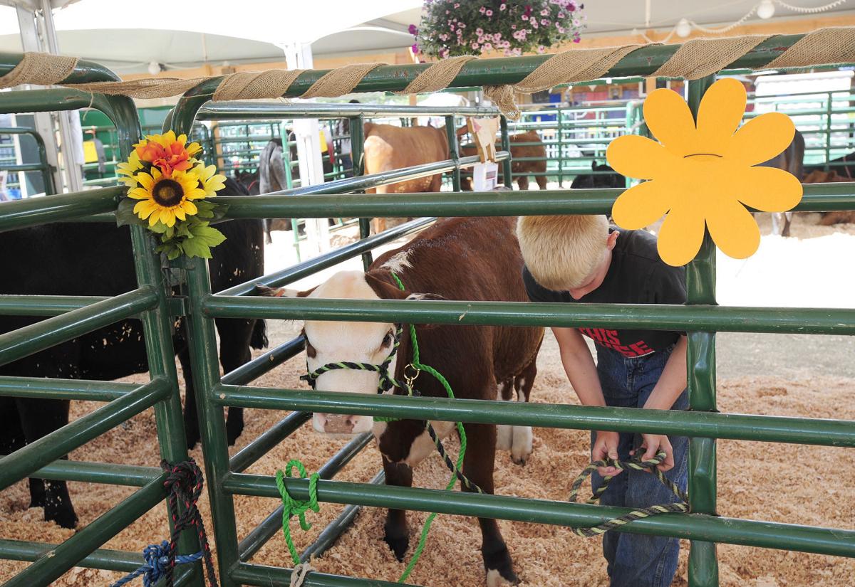 Wednesday at the Coos County Fair | Photo Collections | theworldlink.com