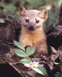 Pacific marten draft recovery plan | News | theworldlink.com