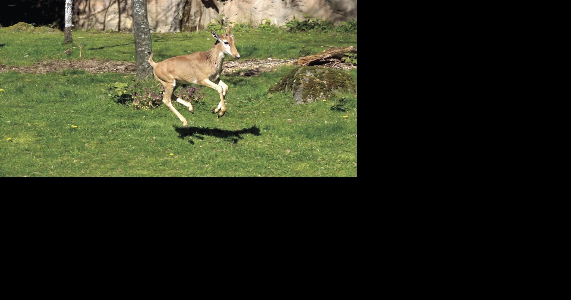2-month-old bontebok debuts at zoo | Local News | theworldlink.com